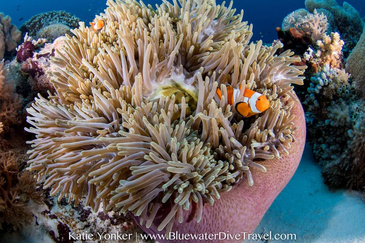 Tubbataha Liveaboard Guide - Bluewater Dive Travel