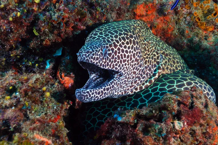 Tofo Scuba & Tilak Lodge - Bluewater Dive Travel