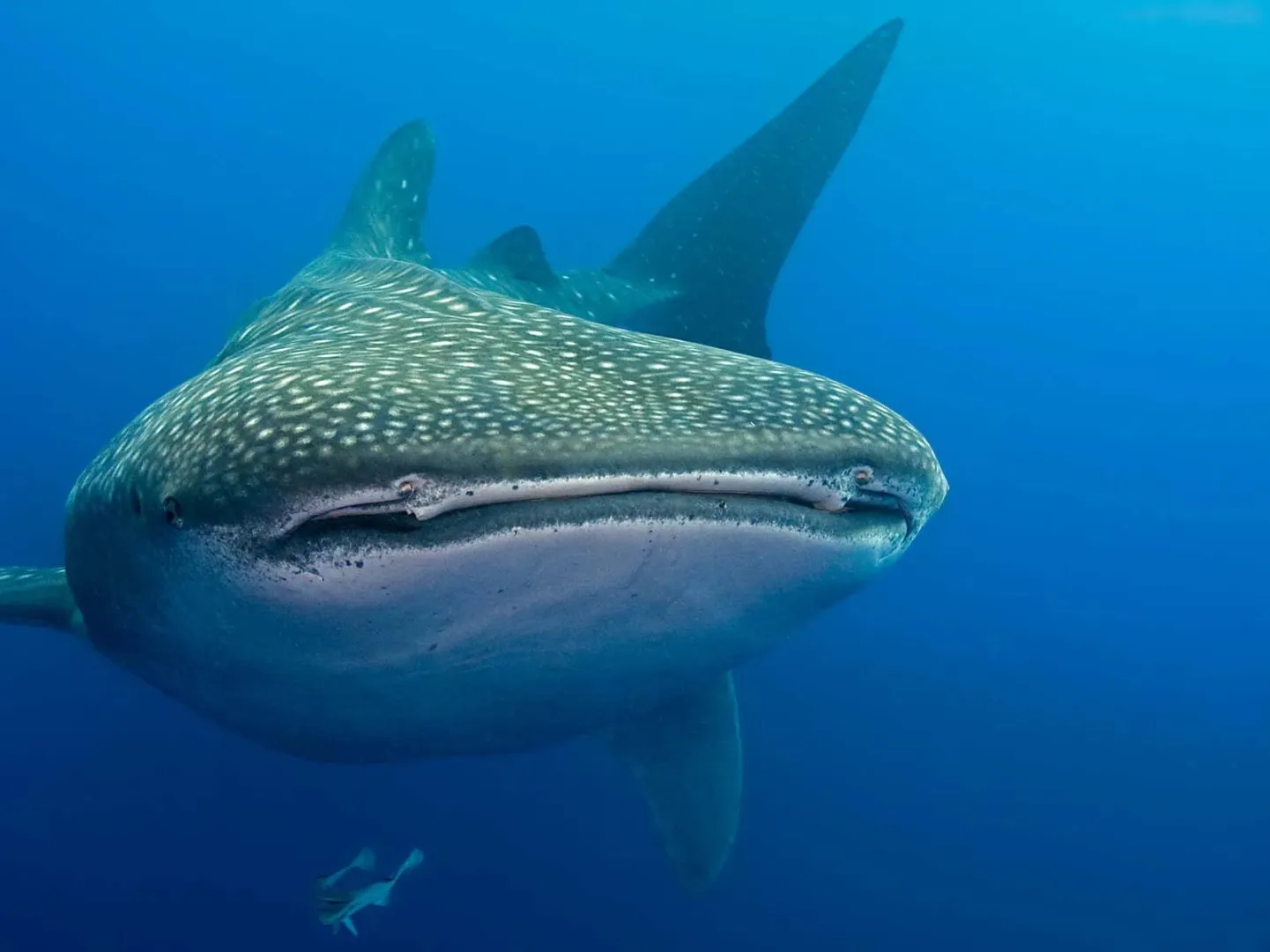 Tofo Scuba & Tilak Lodge - Bluewater Dive Travel