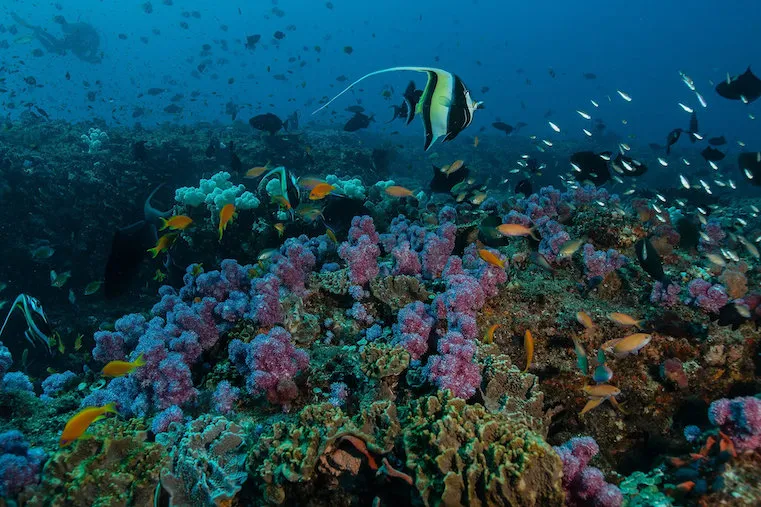 Tofo Scuba & Tilak Lodge - Bluewater Dive Travel